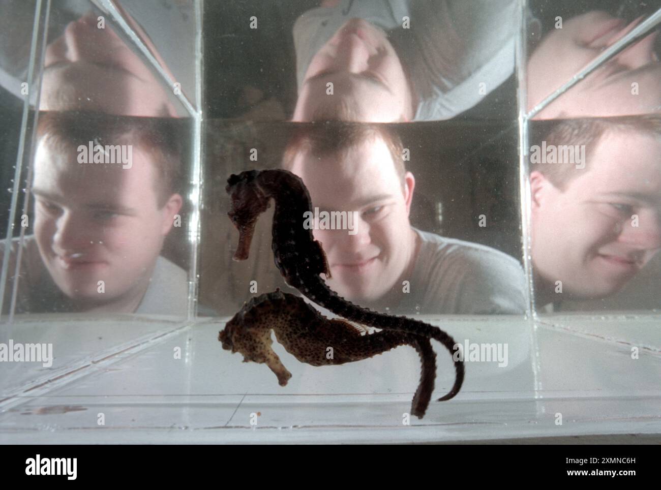 Ross Crawford (22) Sea Horses Picture by Roger Bamber Stock Photo - Alamy