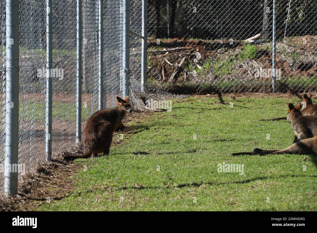 Wagga wagga zoo and aviary hi-res stock photography and images - Alamy