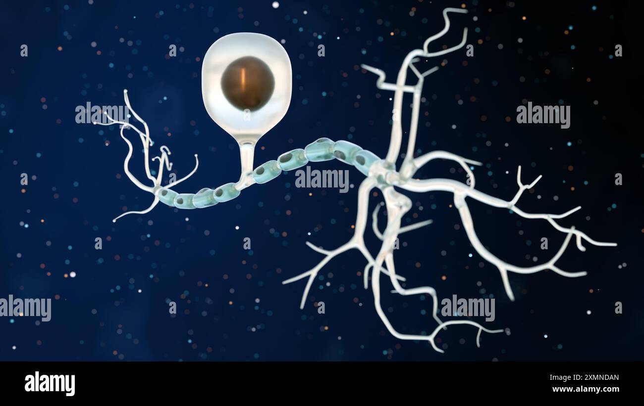 3d rendering of Sensory neurons or afferent neurons, are nerve cells ...