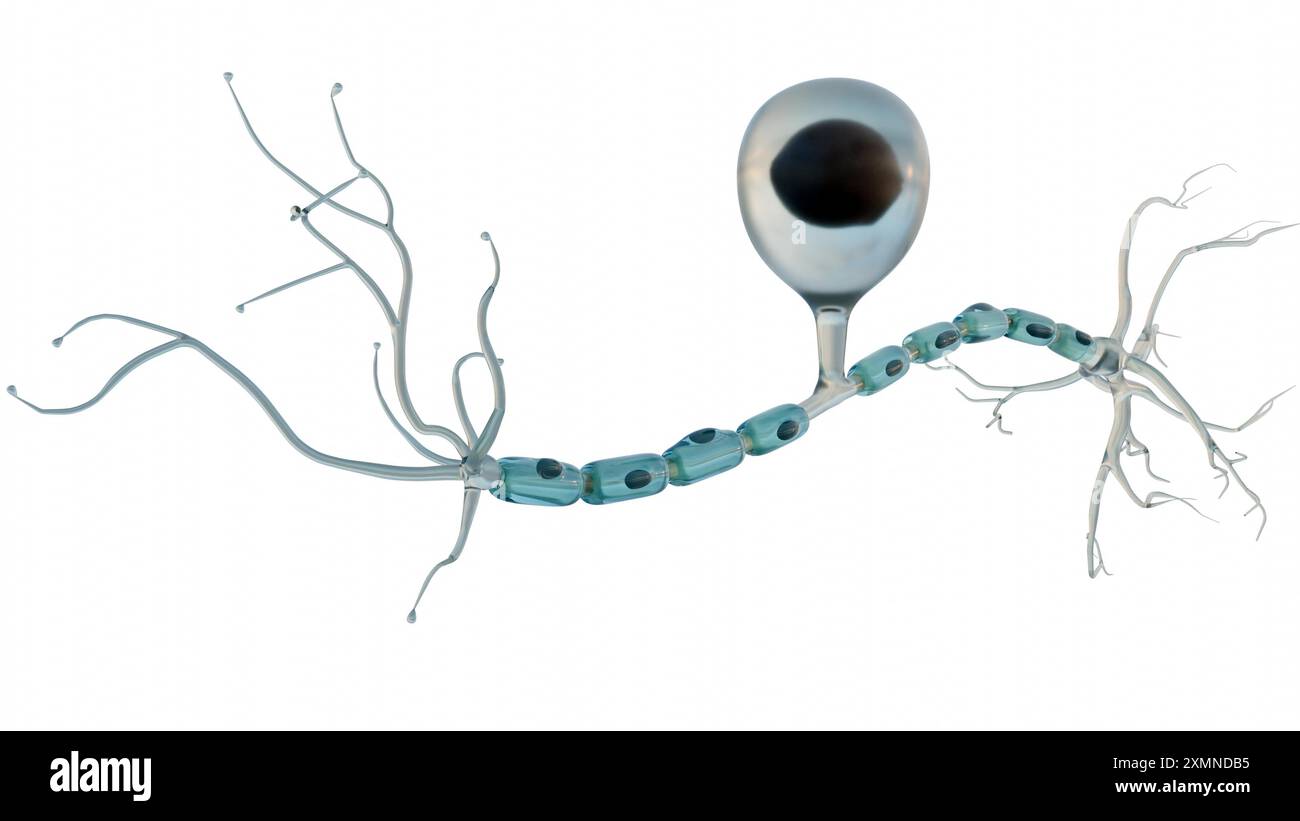 3d rendering of Sensory neurons or afferent neurons, are nerve cells ...