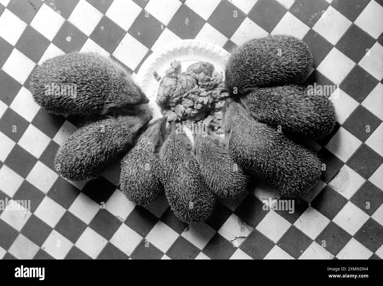 Hedgehogs family hi-res stock photography and images - Alamy