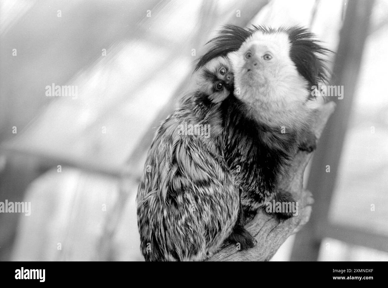 Animal roger bamber hi-res stock photography and images - Alamy