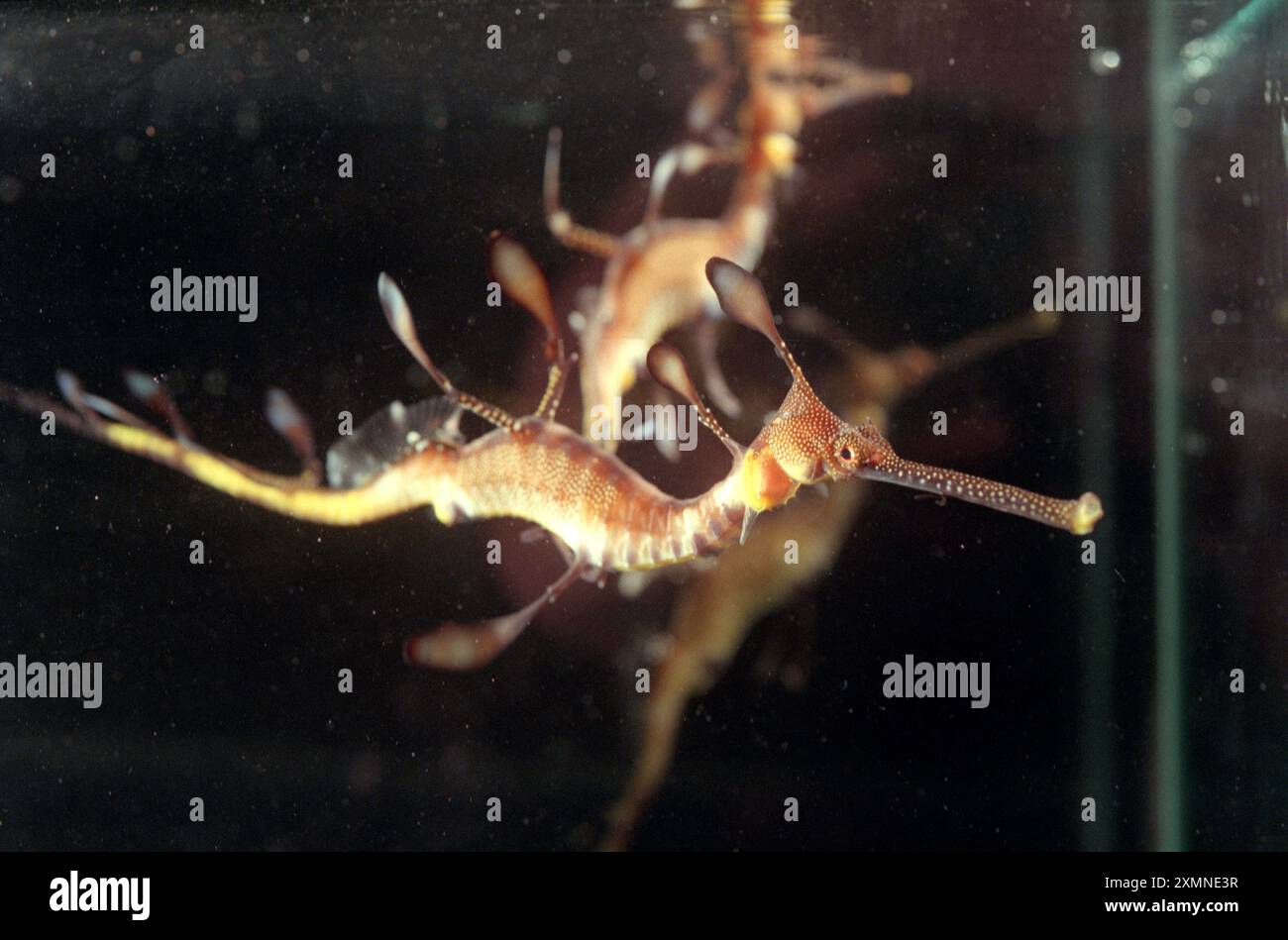 The common seadragon or weedy seadragon (Phyllopteryx taeniolatus) is a ...