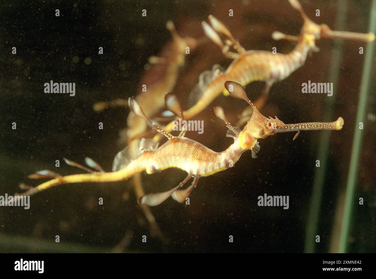 The common seadragon or weedy seadragon (Phyllopteryx taeniolatus) is a ...