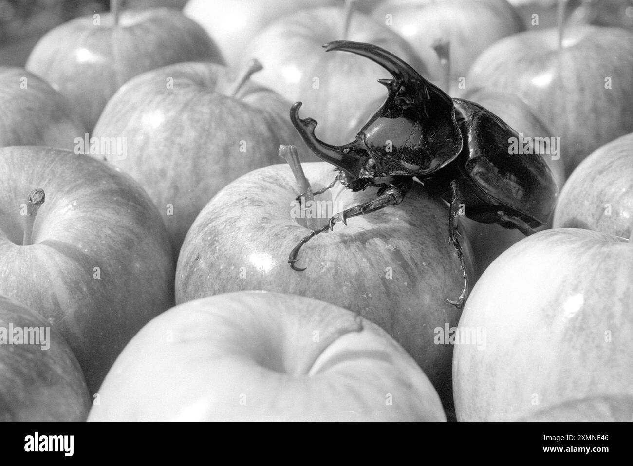 Insect ivory Black and White Stock Photos & Images - Alamy