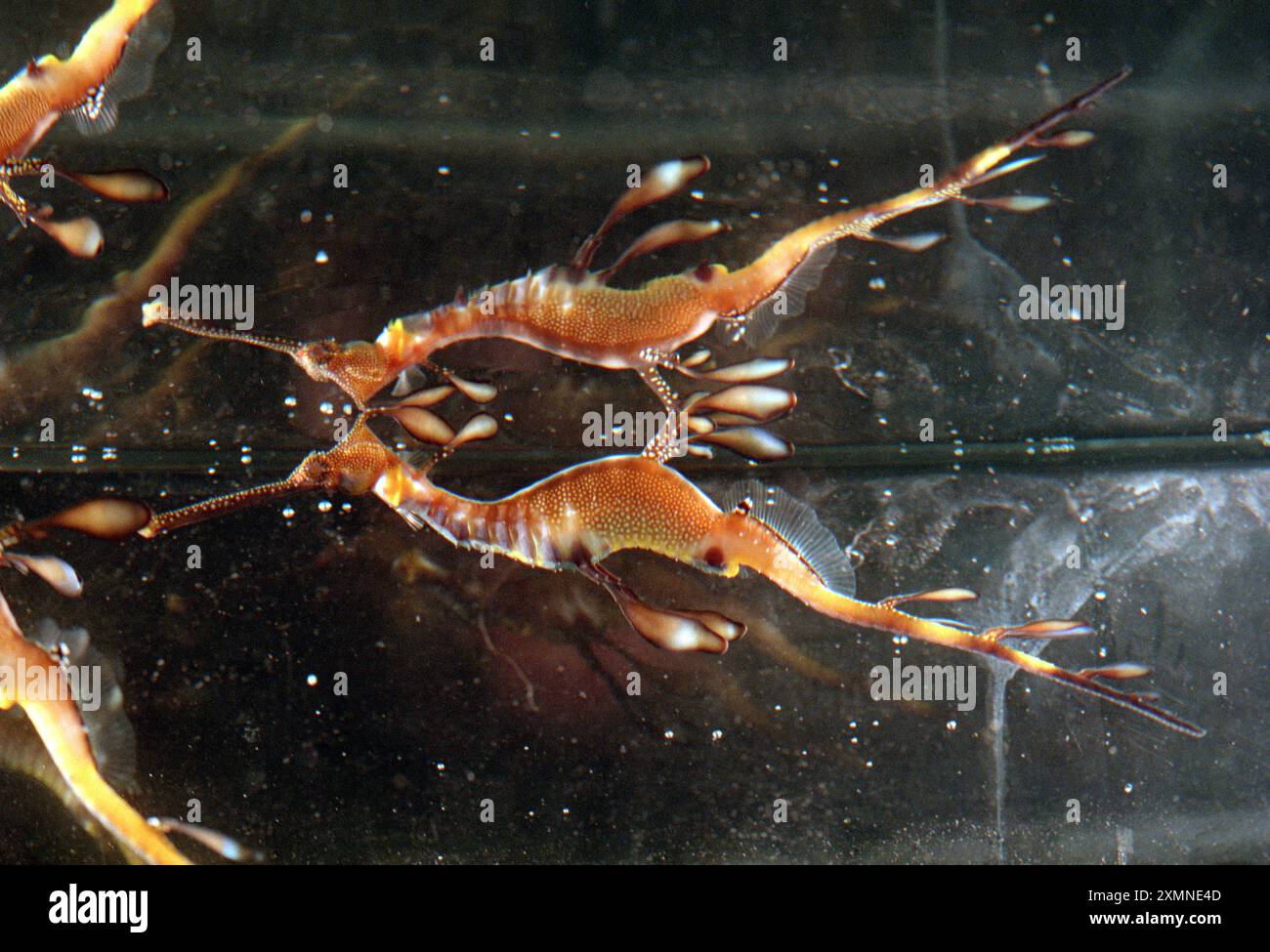 Fish insects snakes2 hi-res stock photography and images - Alamy