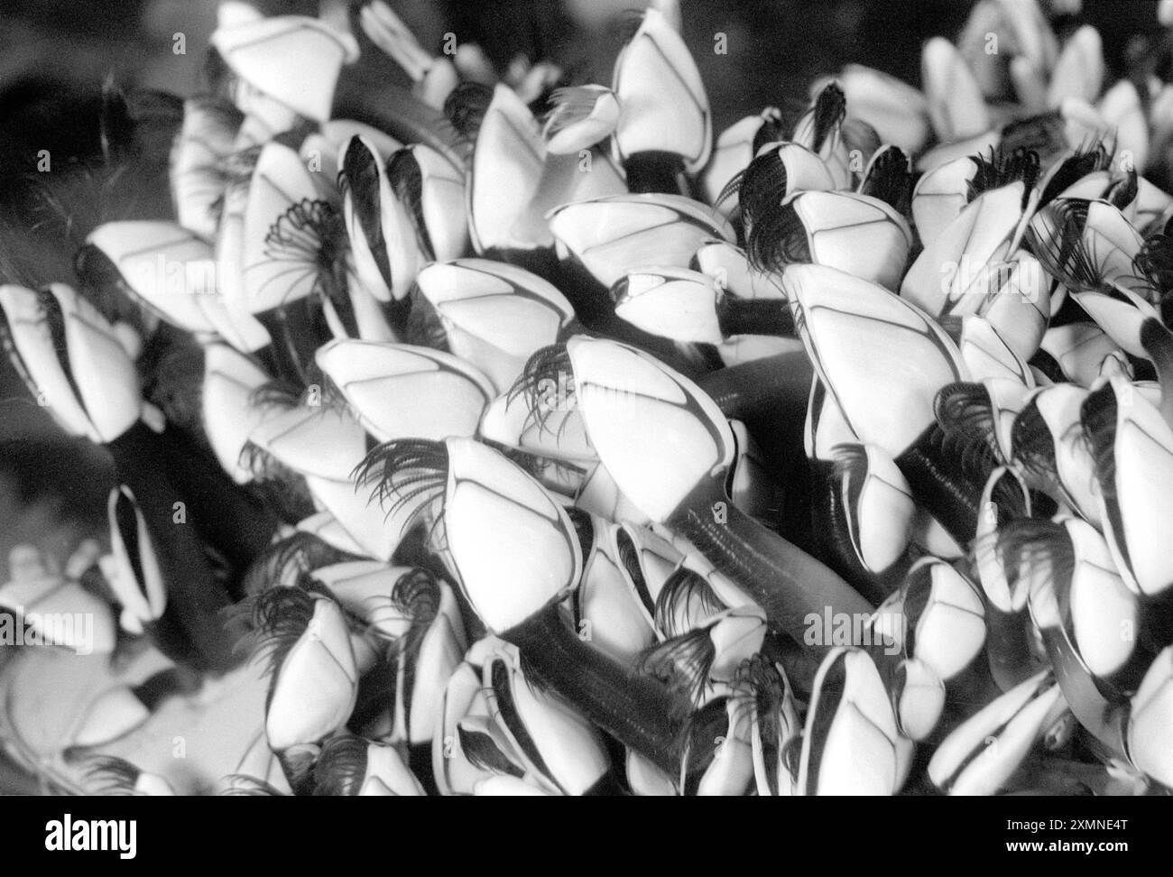 This colony of rare goose barnacles drifted across the Atlantic on an ...