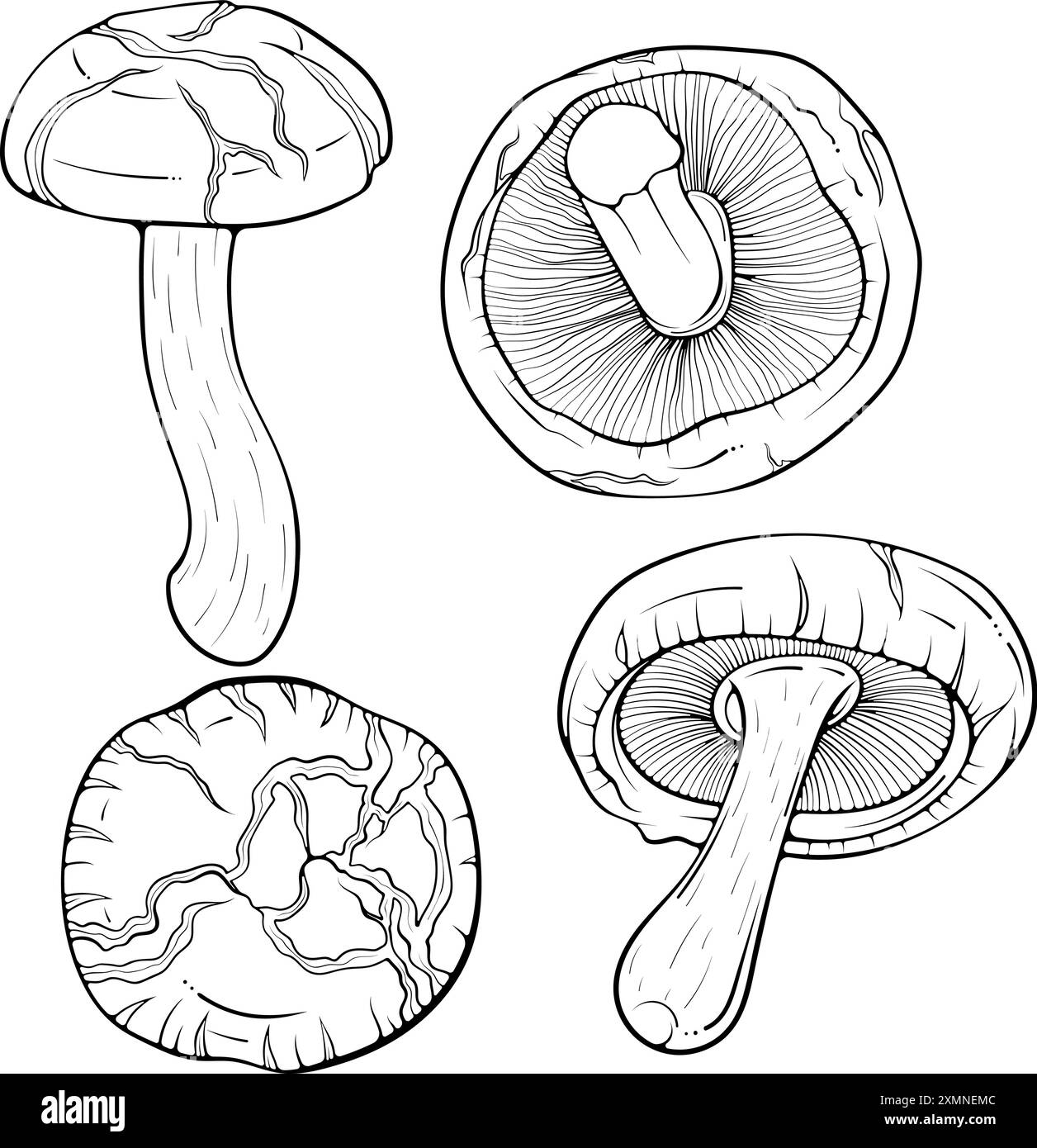 Asian mushrooms Stock Vector Images - Alamy