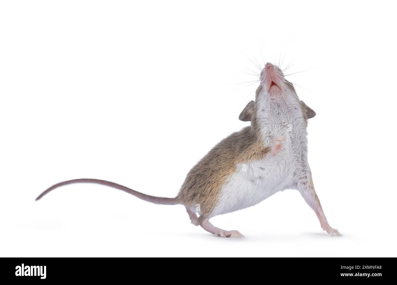 African pygmy mouse aka Mus minutoides and smallest rodent in the world ...