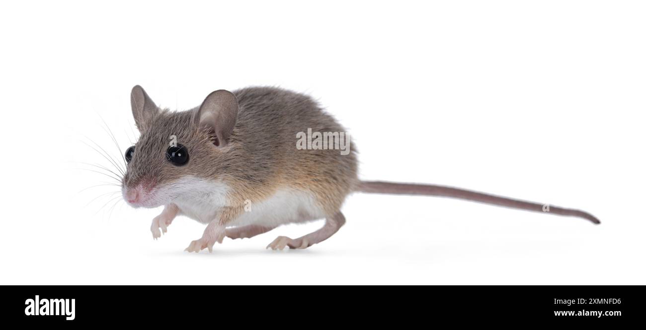 African pygmy mouse aka Mus minutoides and smallest rodent in the world ...