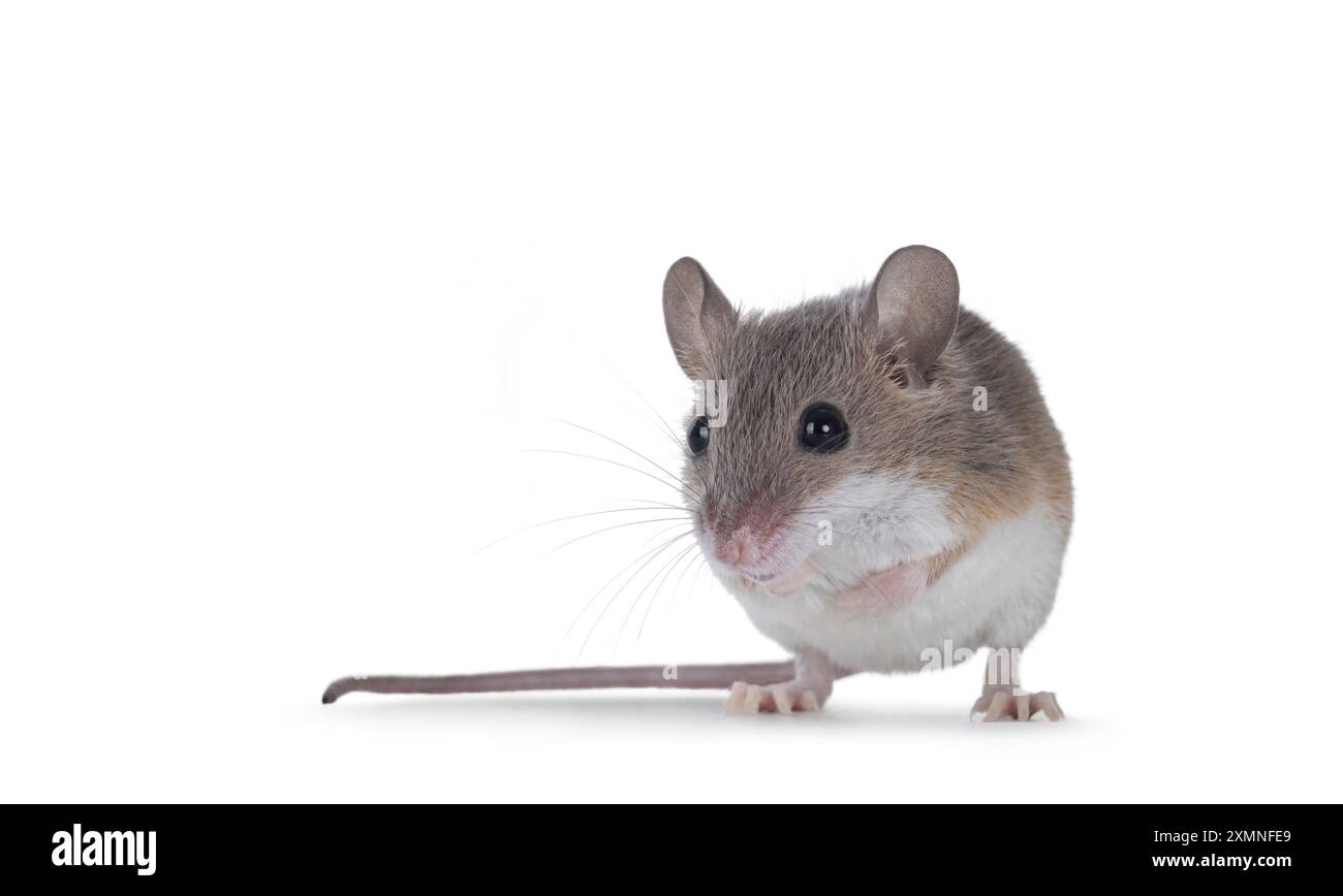 African pygmy mouse aka Mus minutoides and smallest rodent in the world ...