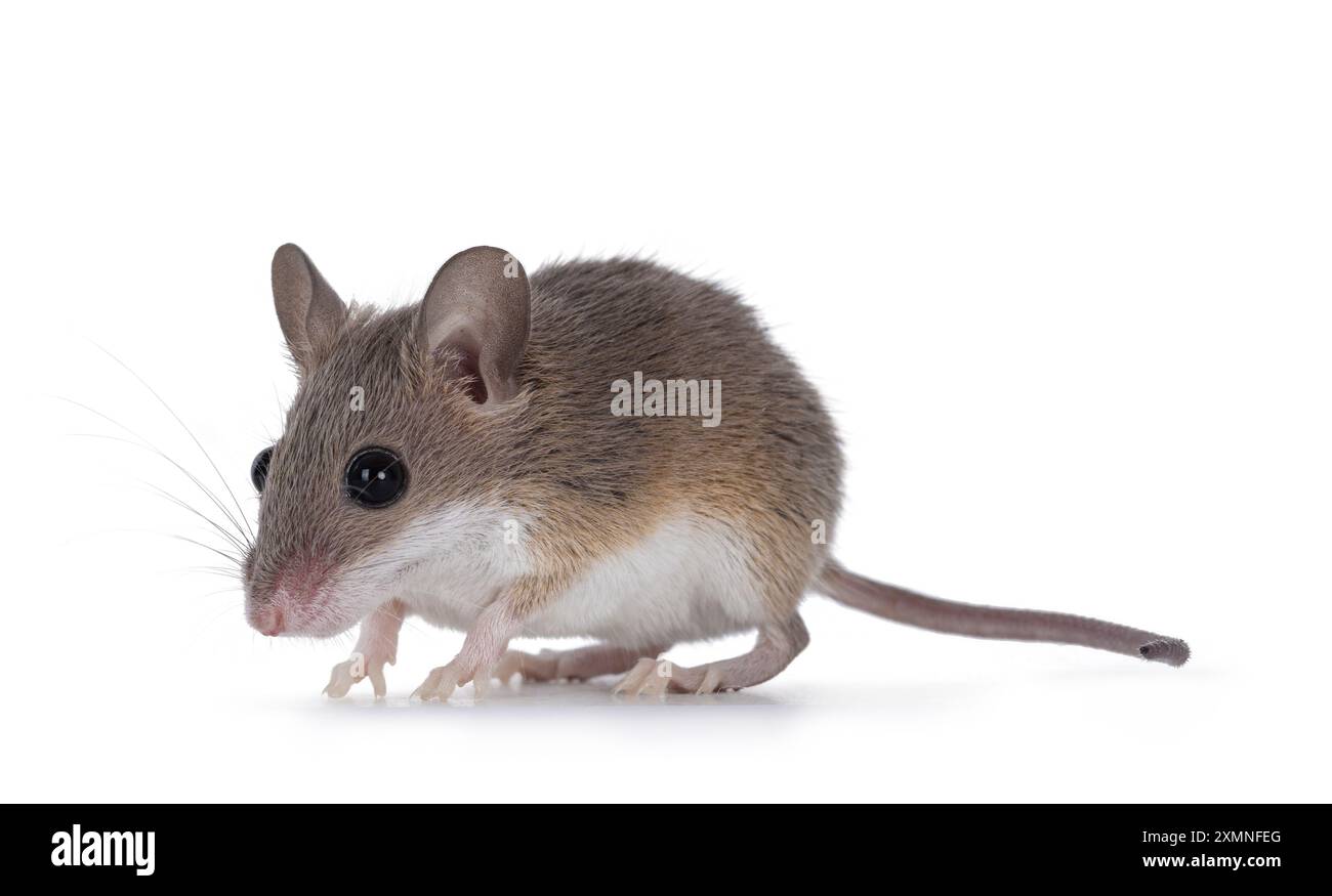 African pygmy mouse aka Mus minutoides and smallest rodent in the world ...