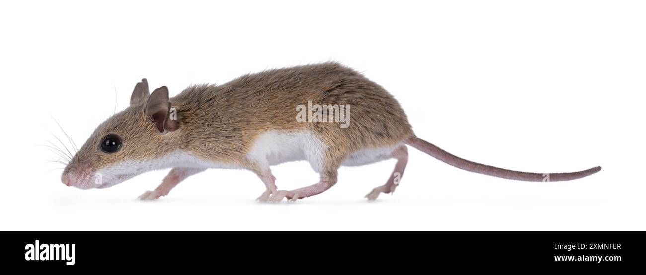 African pygmy mouse aka Mus minutoides and smallest rodent in the world ...
