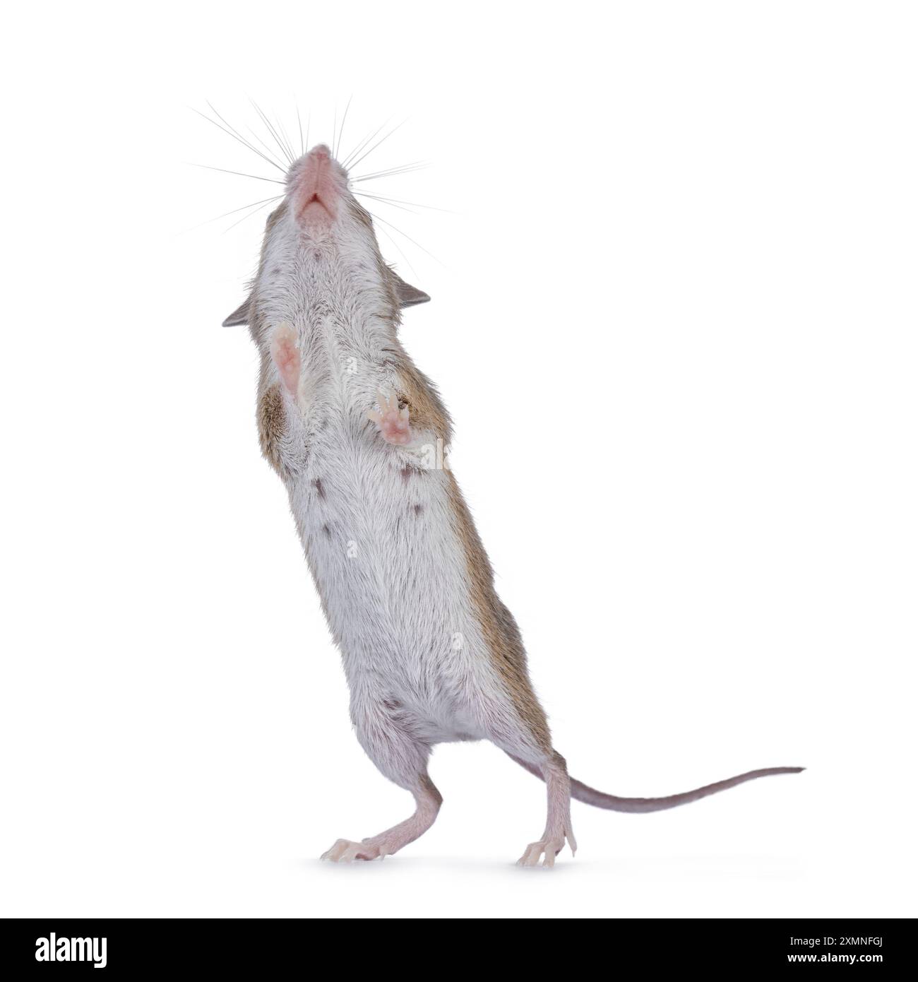 African pygmy mouse aka Mus minutoides and smallest rodent in the world ...