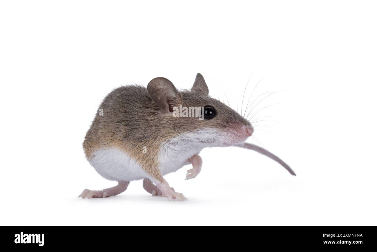 African pygmy mouse aka Mus minutoides and smallest rodent in the world ...