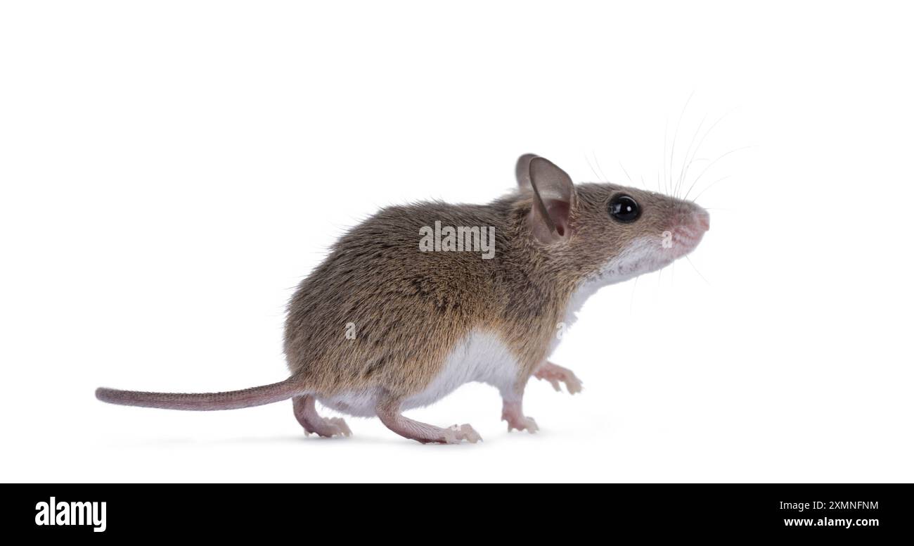 African pygmy mouse aka Mus minutoides and smallest rodent in the world ...