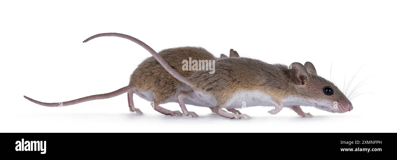 2 African pygmy mice aka Mus minutoides and smallest rodent in the ...