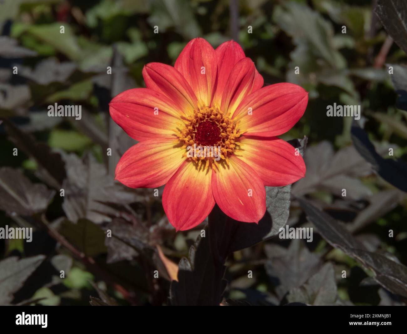 Single flowered dahlia hi-res stock photography and images - Alamy