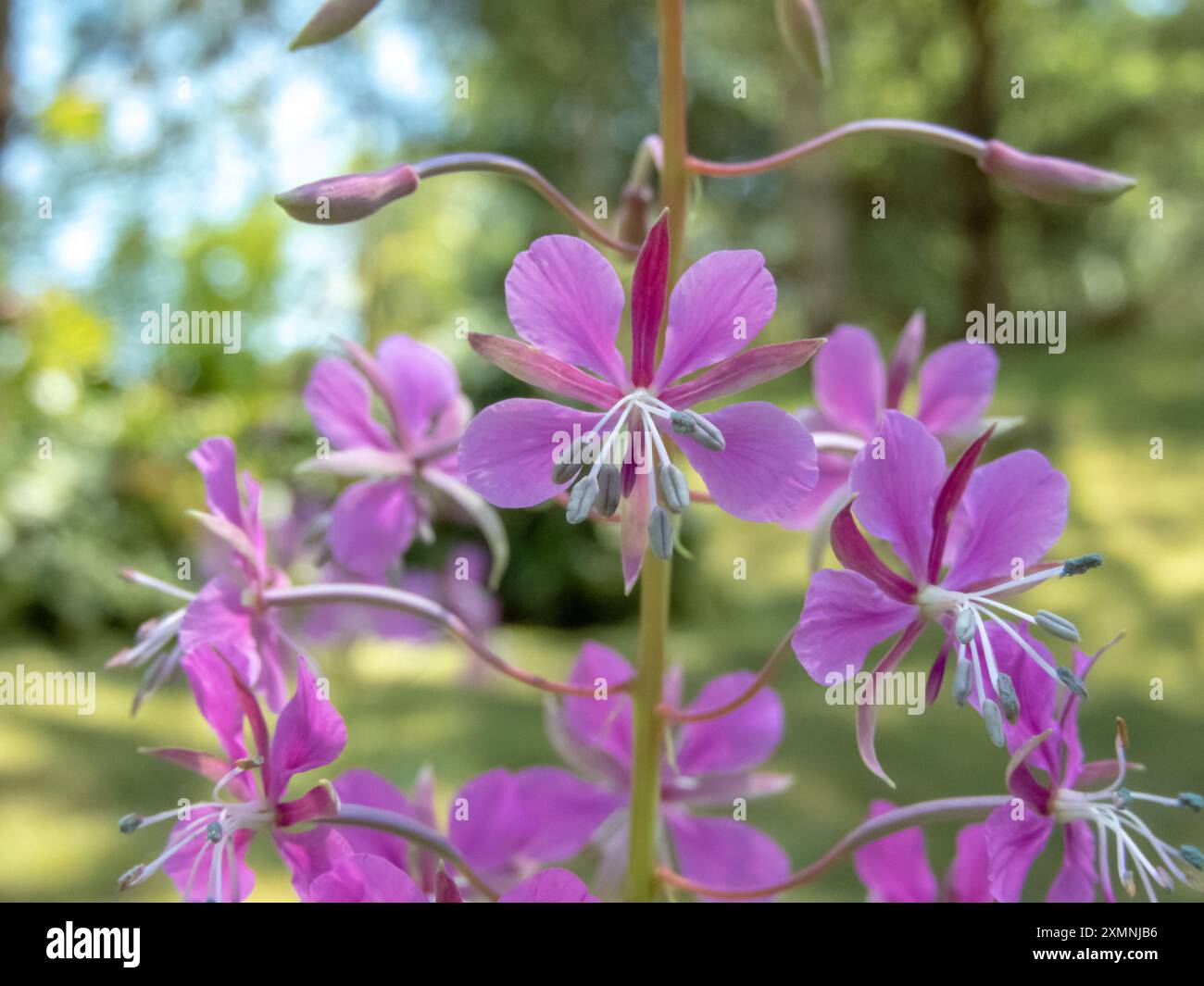 Koporsky tea hi-res stock photography and images - Alamy