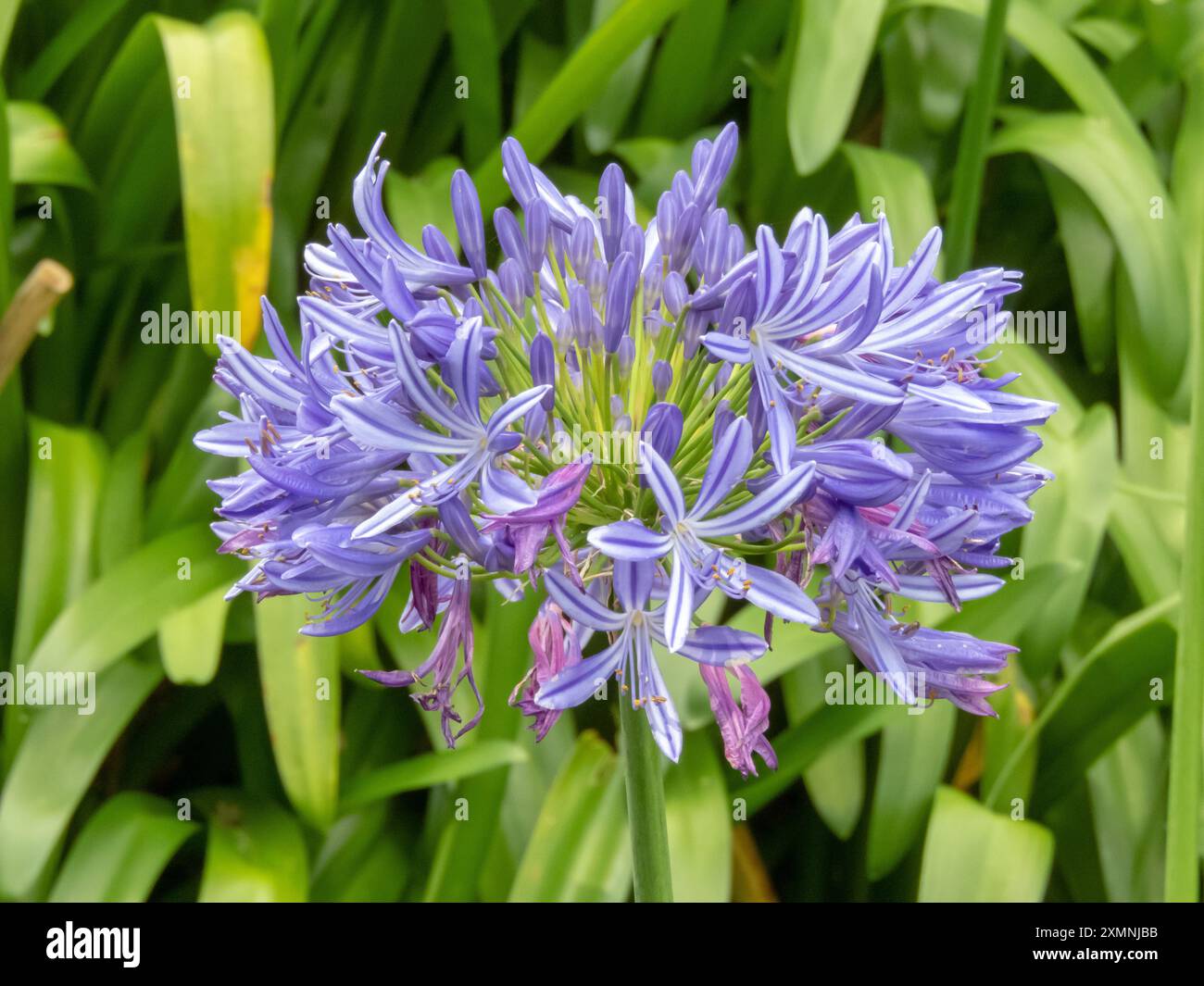 Agapanthus praecox purple flowers inflorescence closeup on the blurred ...