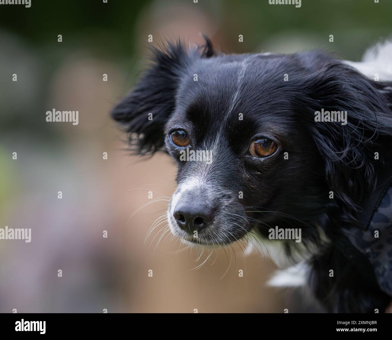 Closeup portrait of a Markiesje dog in the park. A closeup of a ...