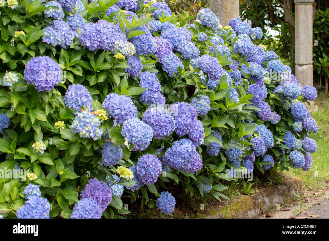 Hydrangea macrophylla with light blue flowers. Hydrangea garden hedge ...