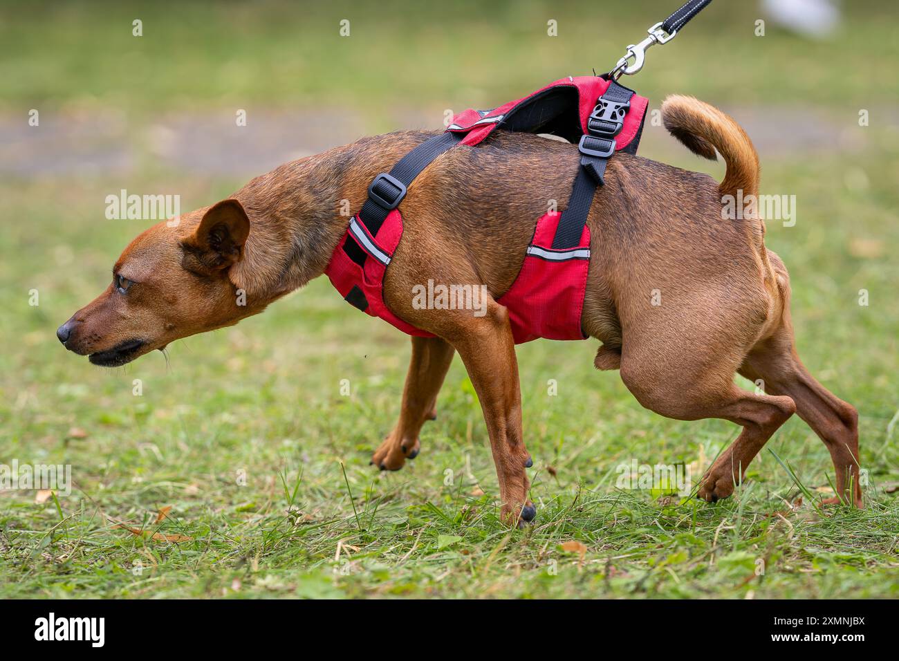 The Miniature Pinscher, also known as the Dwarf Pincher and Mini Pin on ...