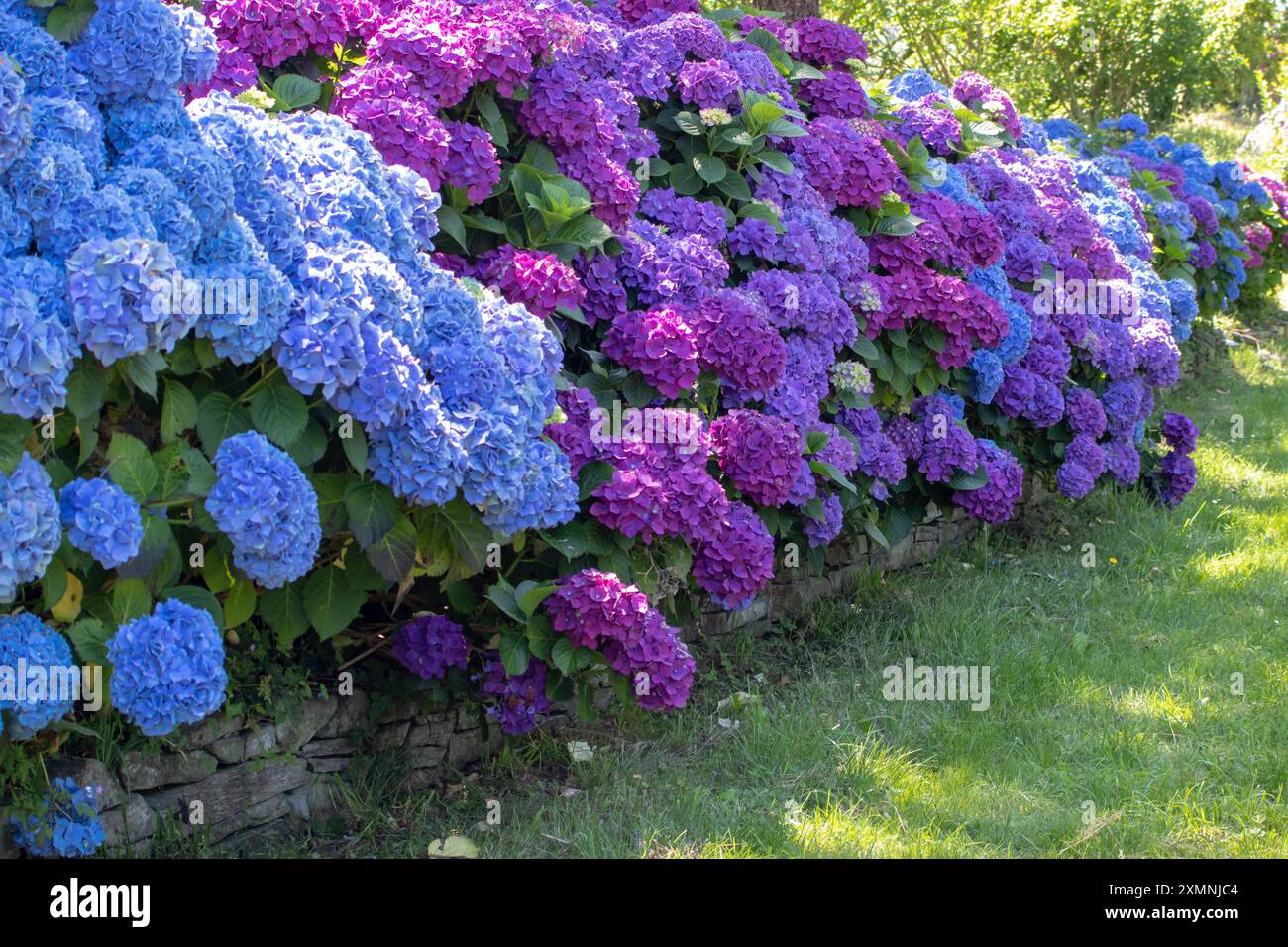 Hydrangea macrophylla with purple and blue flowers. Hydrangea garden ...