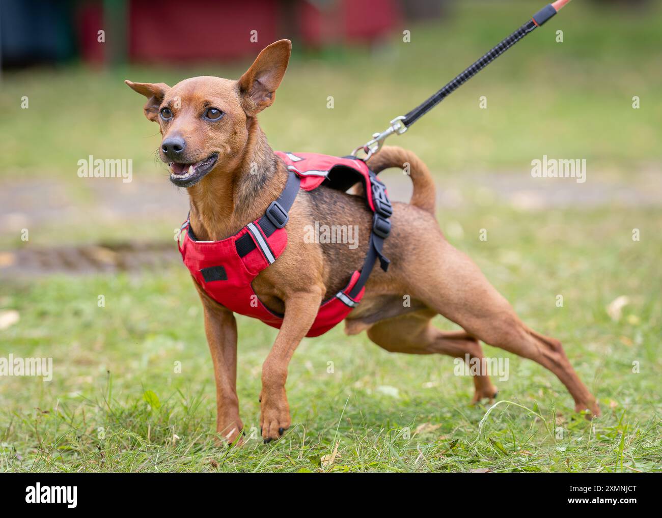 The Miniature Pinscher, also known as the Dwarf Pincher and Mini Pin on ...