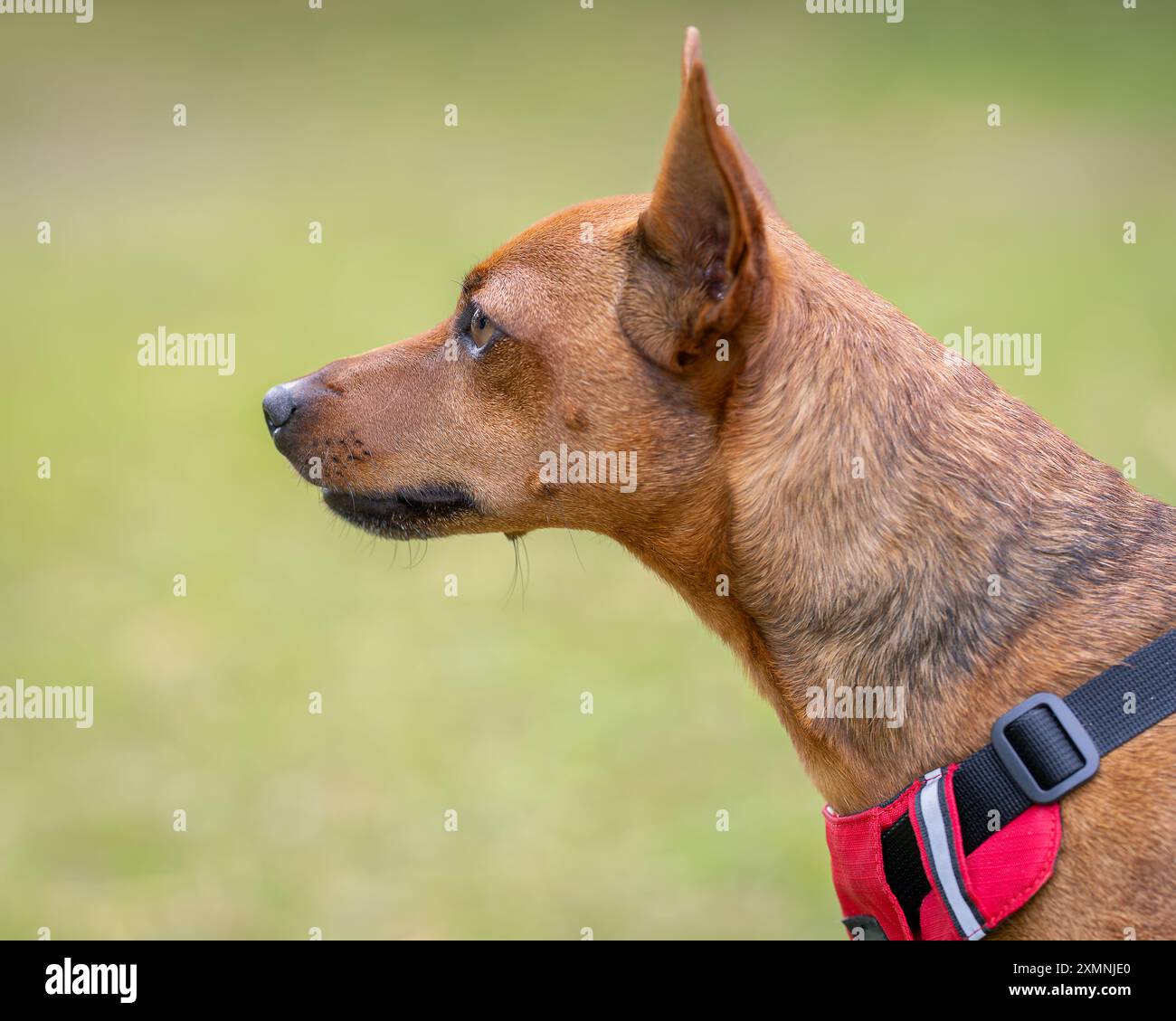 The Miniature Pinscher, also known as the Dwarf Pincher and Mini Pin on ...