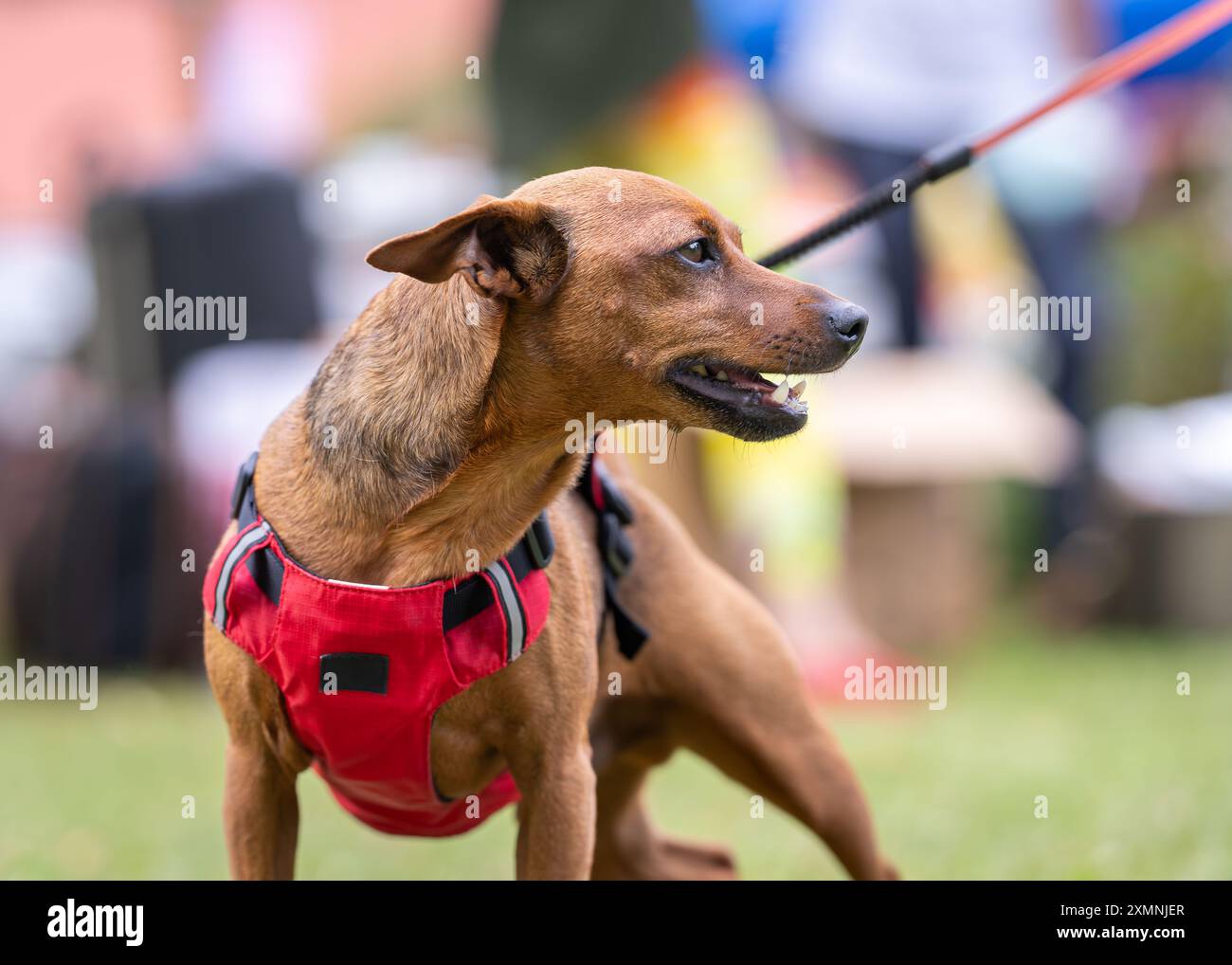 The Miniature Pinscher, also known as the Dwarf Pincher and Mini Pin on ...