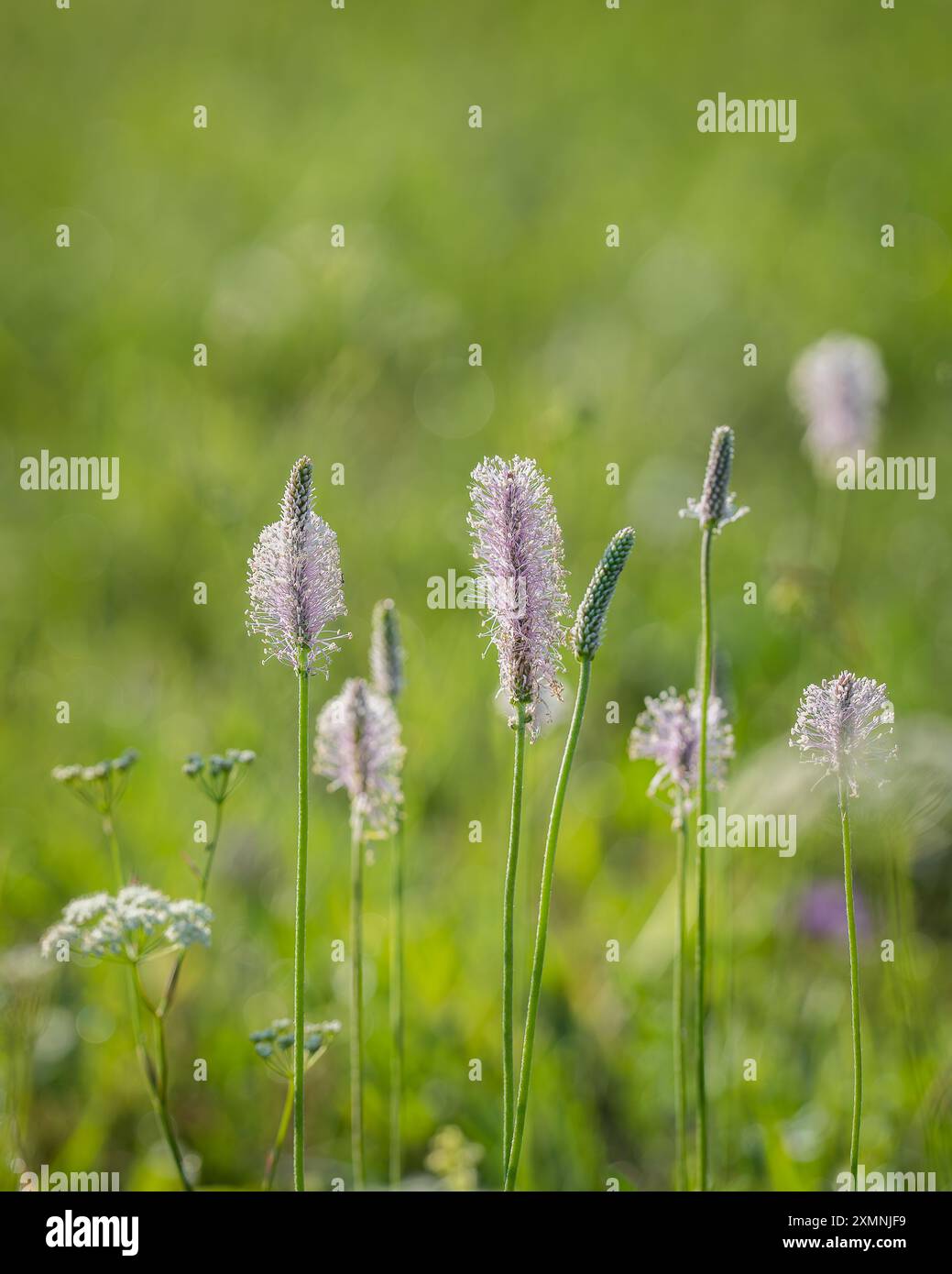 Blooming hoary plantain (Plantago media) in green grass in the meadow ...