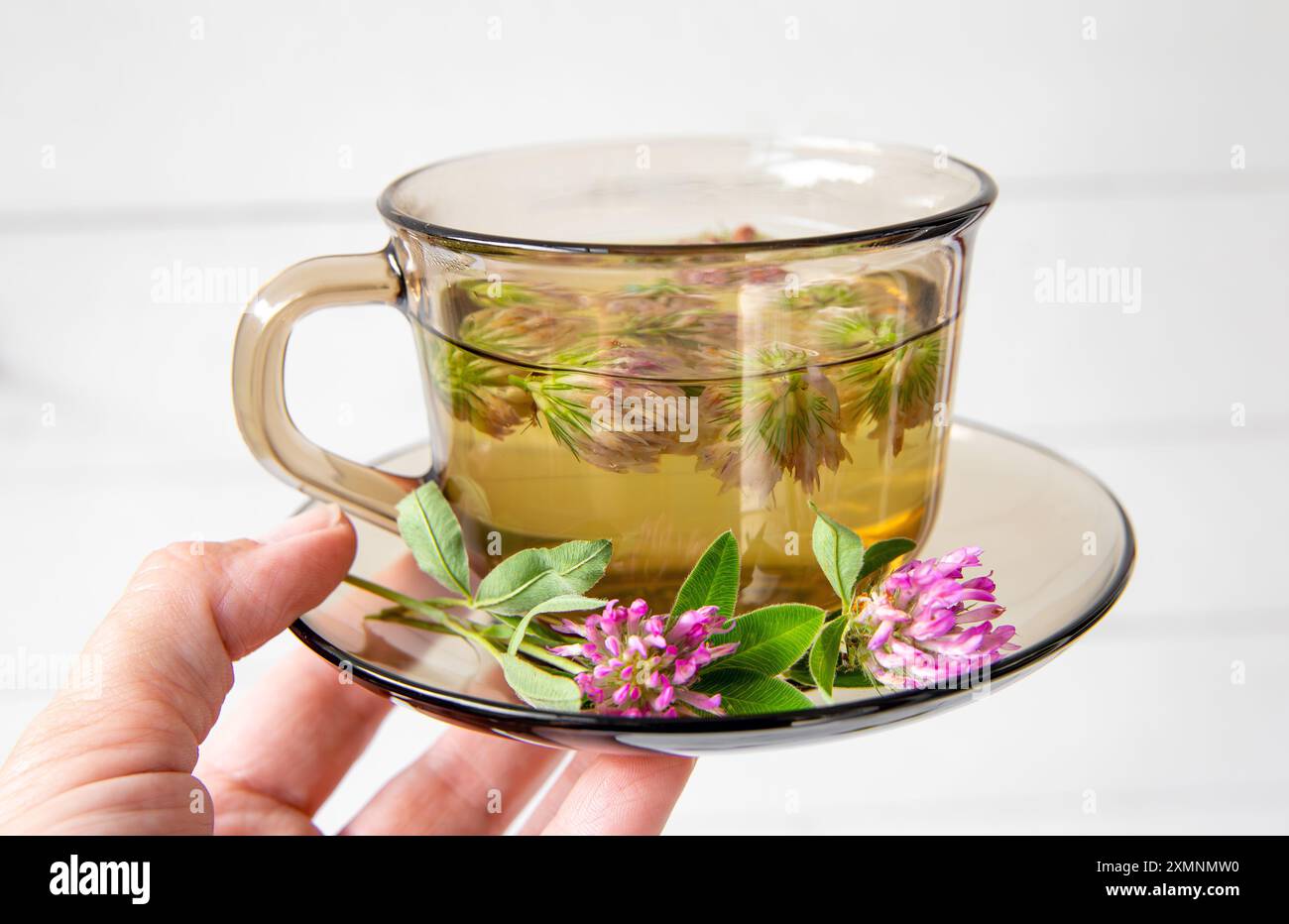 Woman hand holding Trifolium pratense, red clover herbal tea in tea cup ...