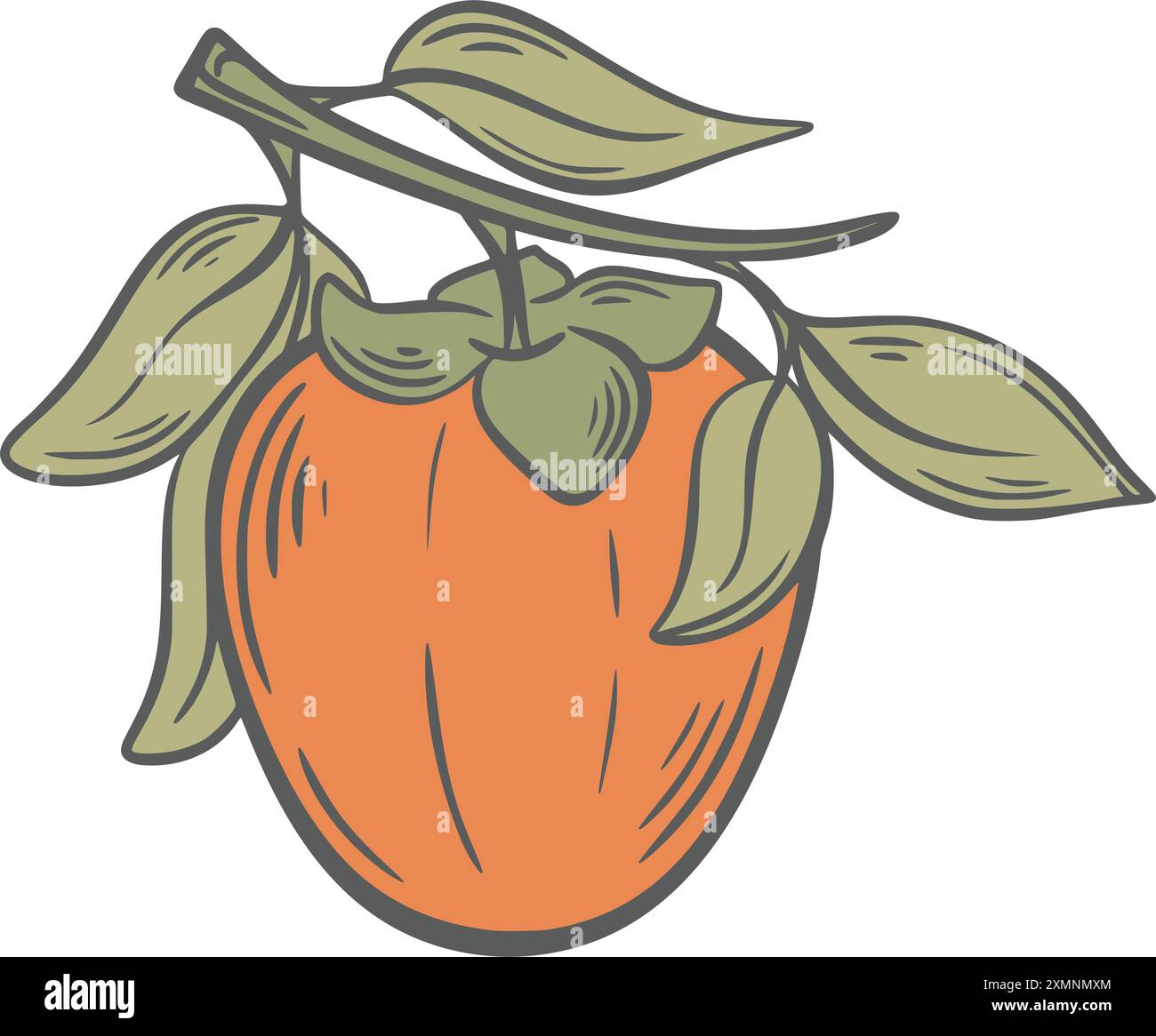 Fresh ripe persimmon on Stock Vector Images - Alamy