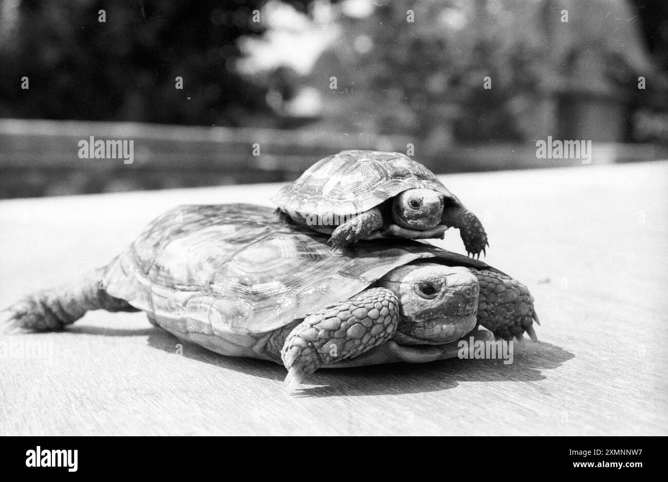 The pancake tortoise ( Malacochersus tornieri ) is a species of flat ...