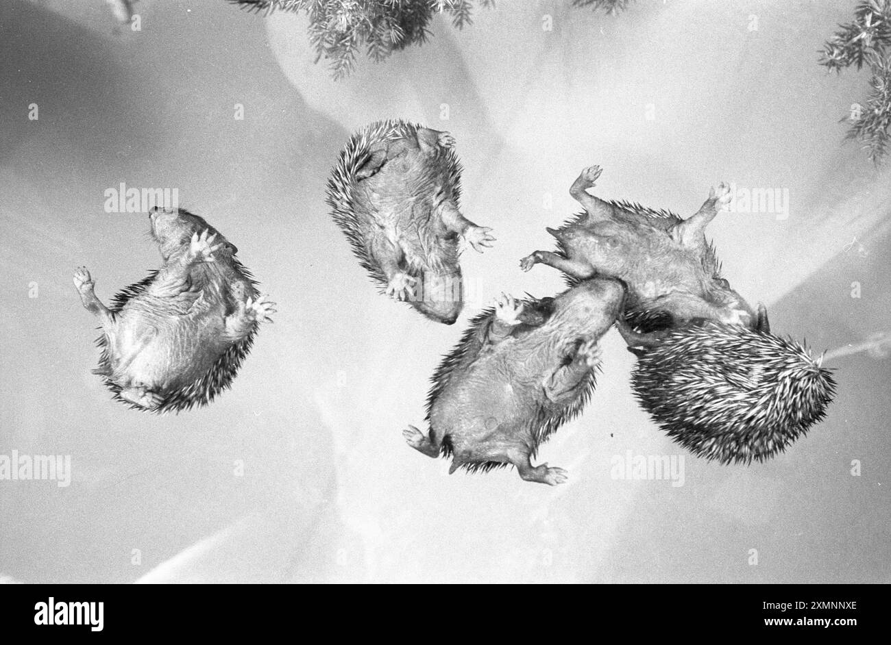 A group of baby hedgehogs cluster together in an incubator at a Kent ...