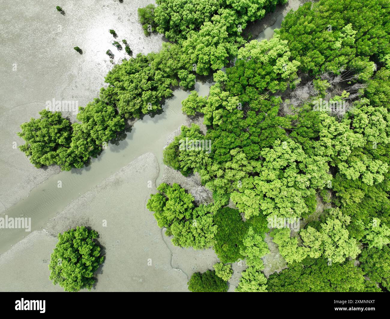 Aerial top view of green mangrove forest. Mangrove ecosystem. Natural ...