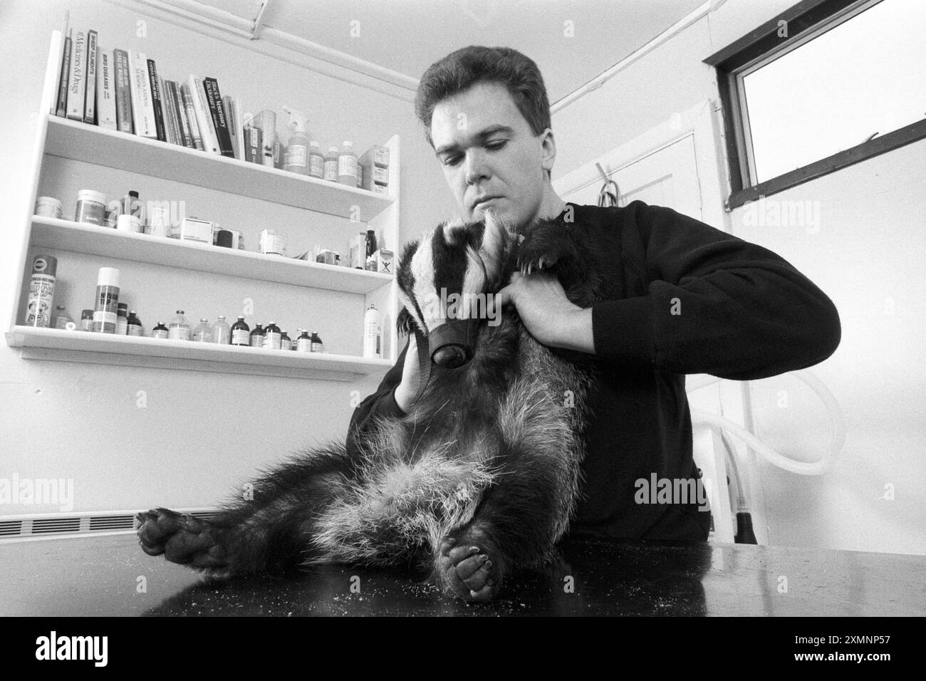 Osteopath and badgerAnimal Osteopath Tony Nevin treats a badger with ...