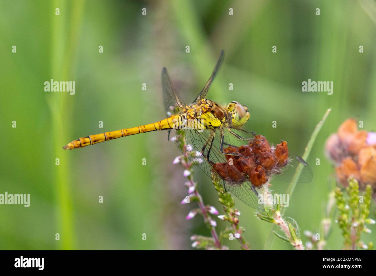 Female Common darter dragonfly, Sympetrum striolatum. UK Stock Photo ...