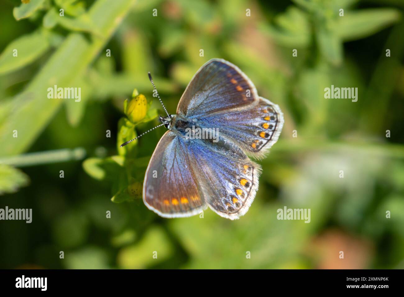Female Common Blue butterfly, Polyommatus icarus, Sussex, UK Stock ...