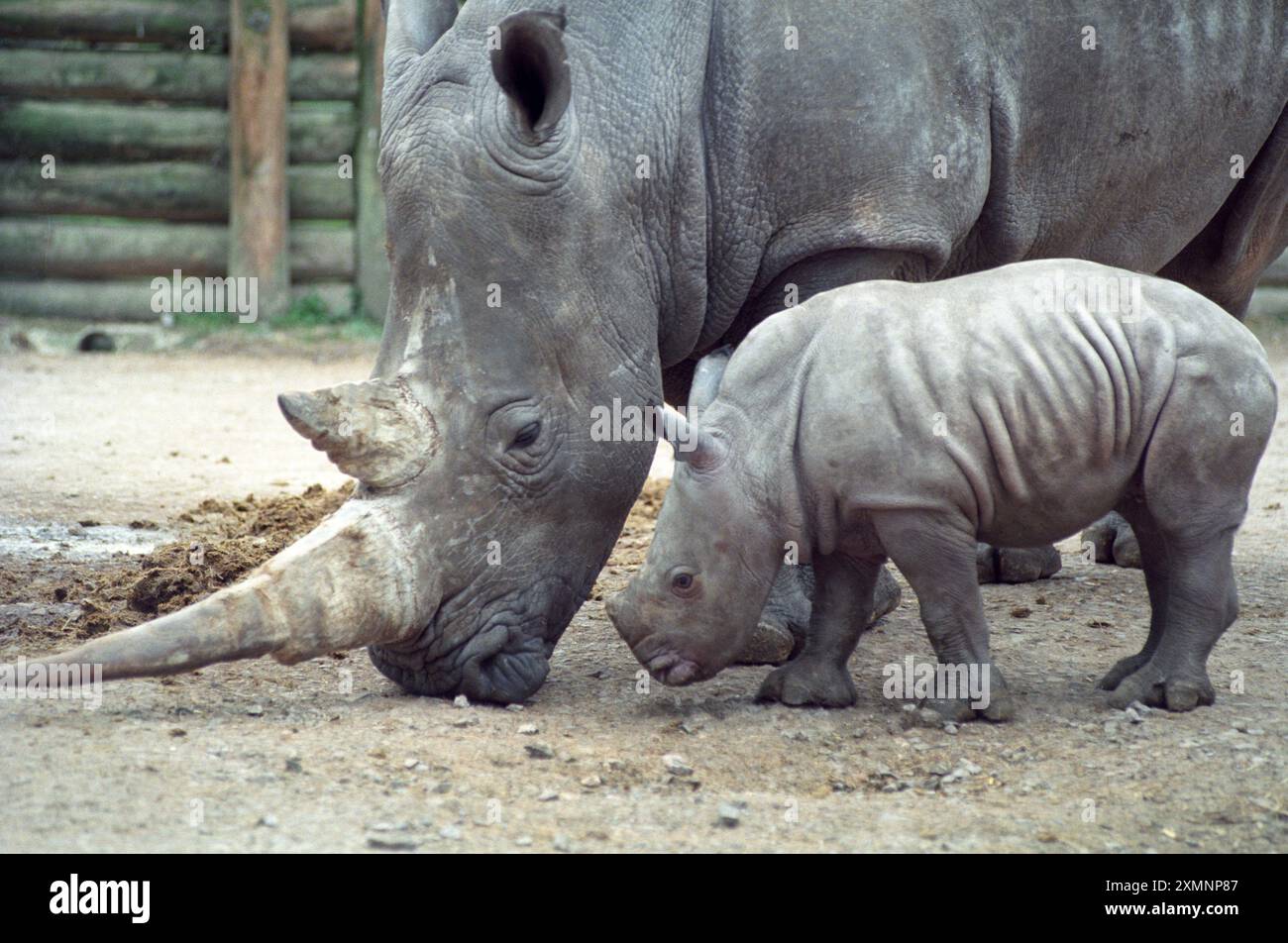 Mother and Baby white Rhino Marwell Zoo 24 March 1999 Picture by Roger Bamber Stock Photo - Alamy