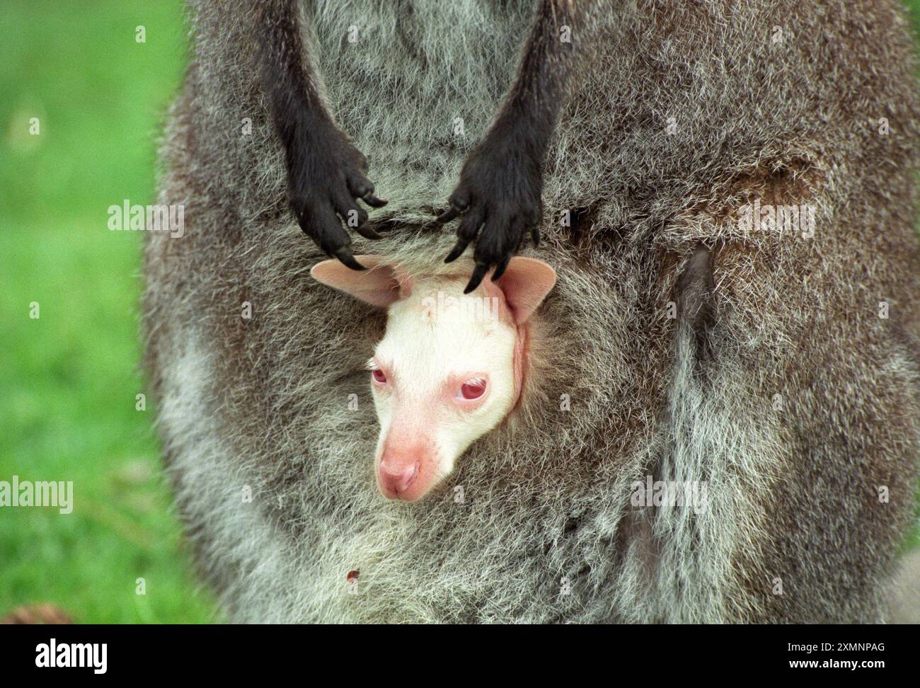 Protect the kangaroos hi-res stock photography and images - Alamy