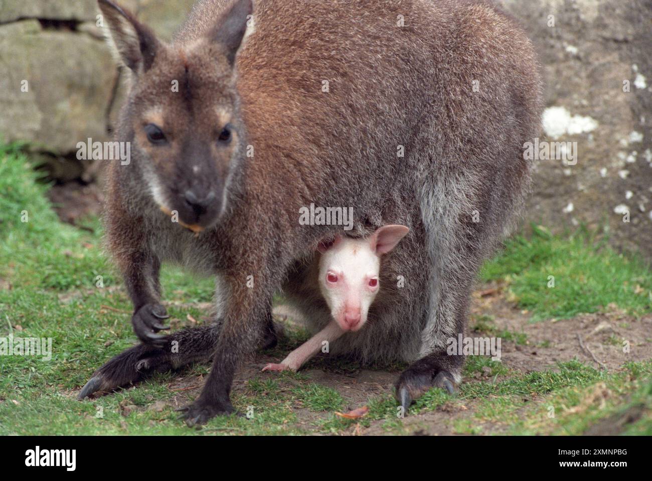 Protect the kangaroos hi-res stock photography and images - Alamy