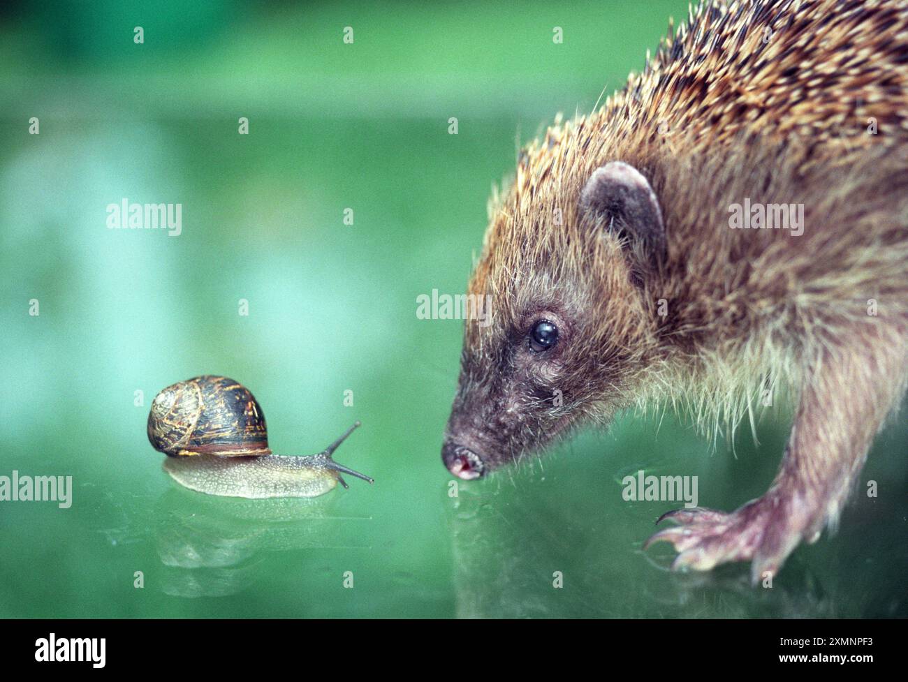 A Hedgehog comes face to face with a common garden snailThe hedgehog is ...