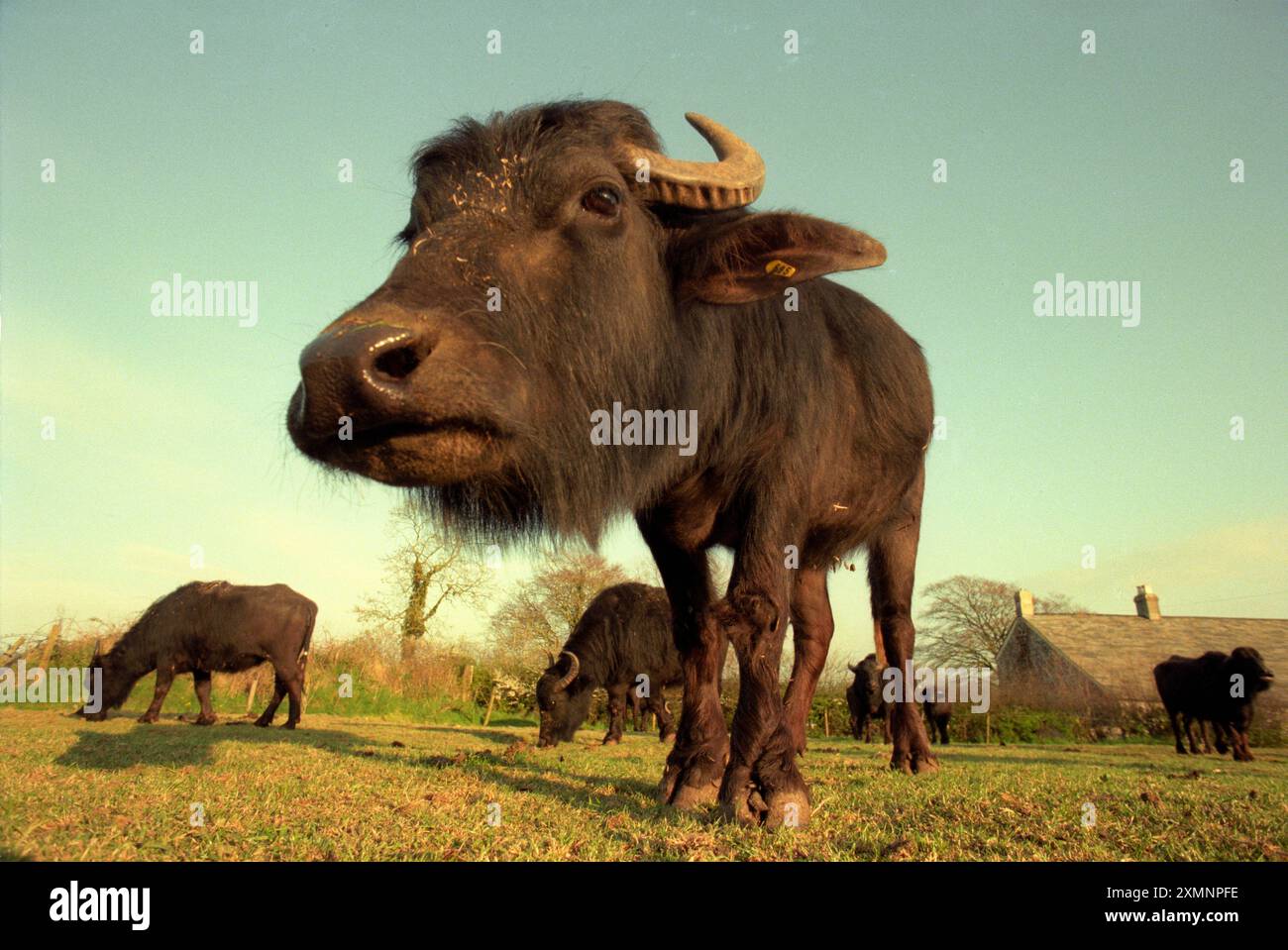 Water Buffalo Farm 14 April 1997 PIcture by Roger Bamber Stock Photo ...