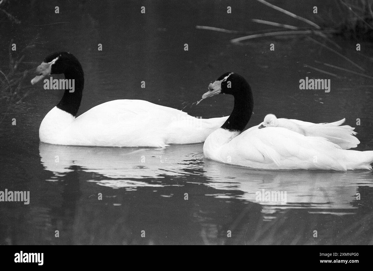 1993 mate Black and White Stock Photos & Images - Alamy