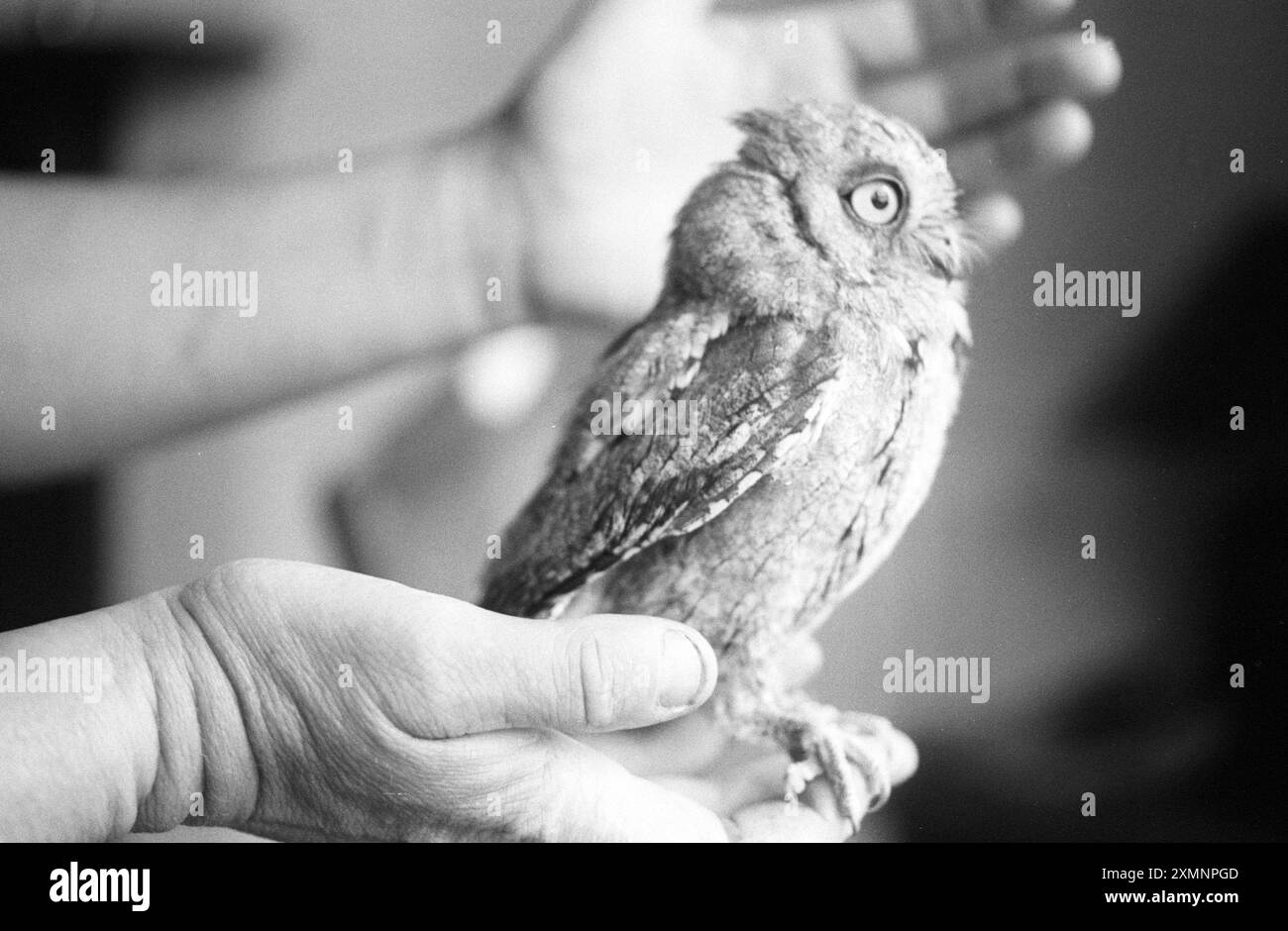 Pair of baby european scops owls No date Picture by Roger Bamber Stock ...
