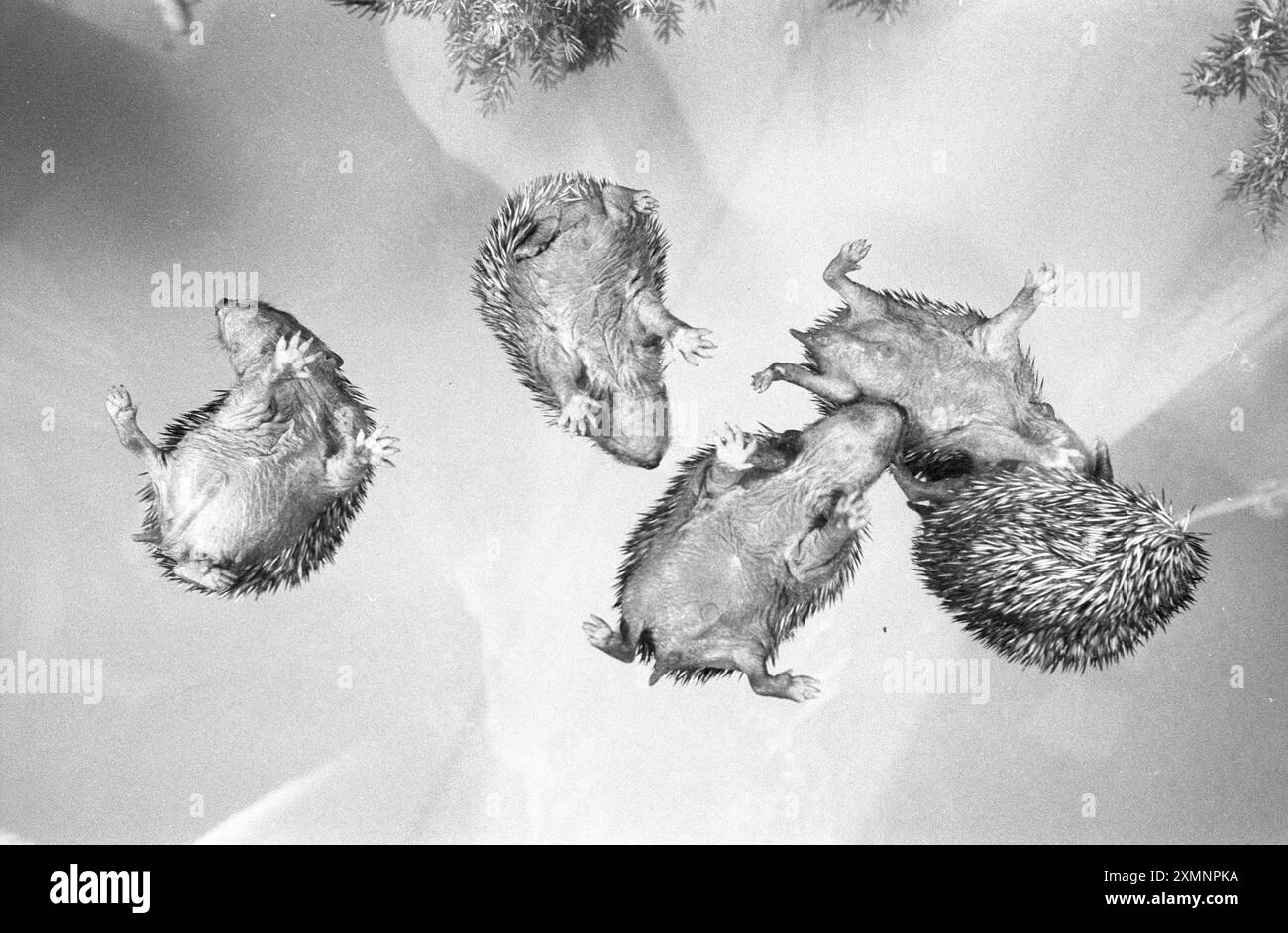 A group of baby hedgehogs cluster together in an incubator at a Kent ...
