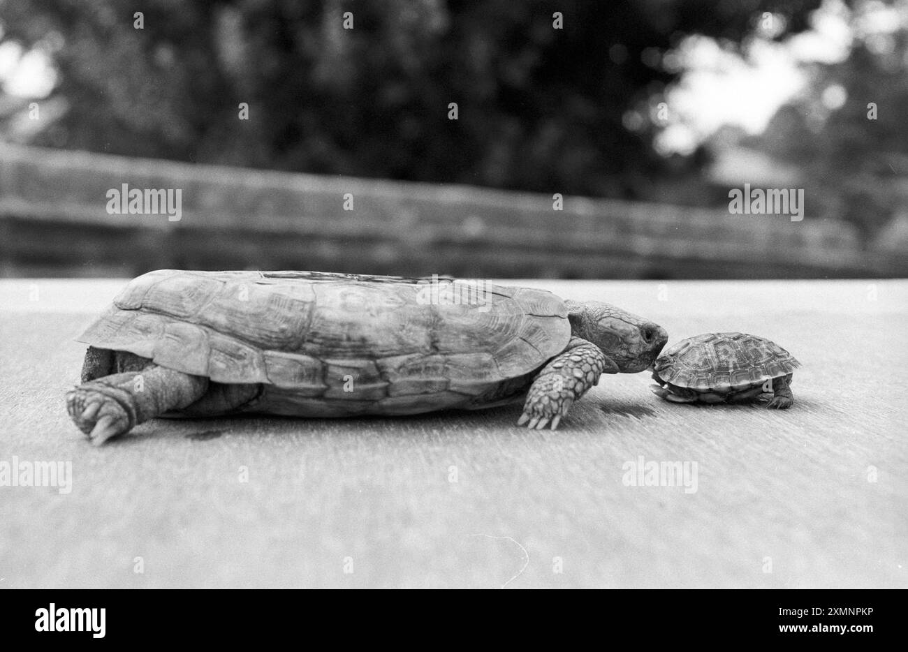 Flat Tortoise 14 August 1990 Picture by Roger Bamber Stock Photo - Alamy