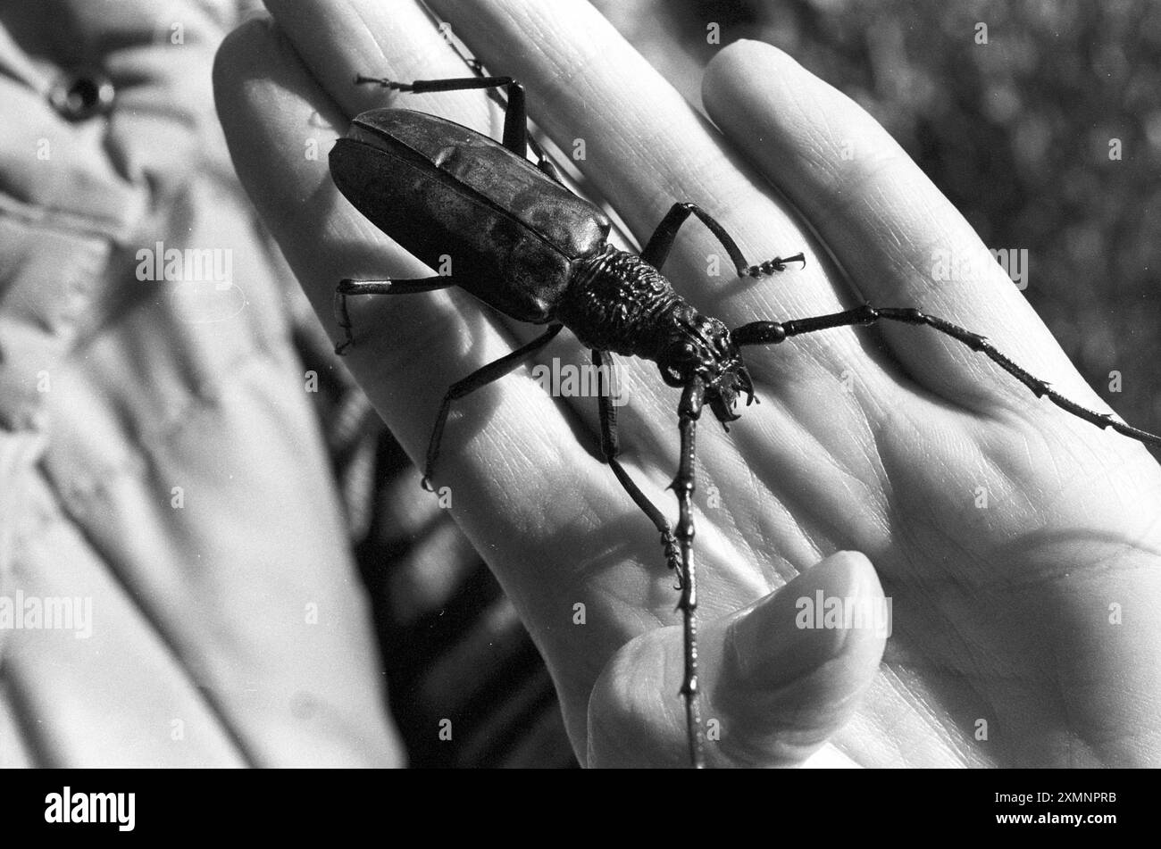Rare Beetle 25 October 1992 Picture by Roger Bamber Stock Photo - Alamy